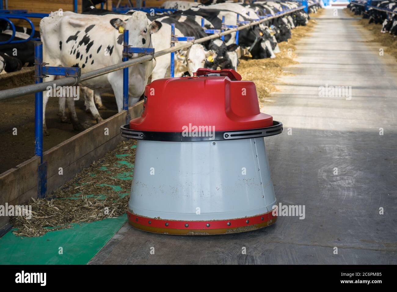 robot feed pusher on a dairy farm with cows. Robot moves hay in dairy ...