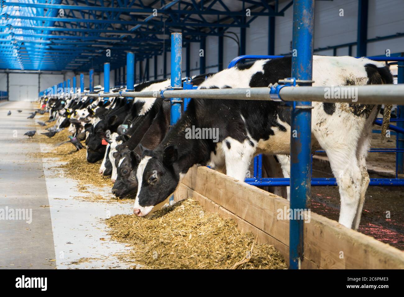 Meat animal husbandry hi-res stock photography and images - Alamy