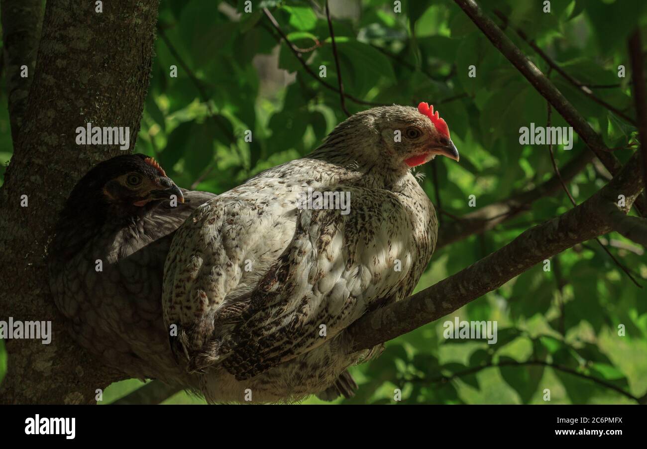 Two variegated wild farm chicken birds sitting on tree Stock Photo - Alamy