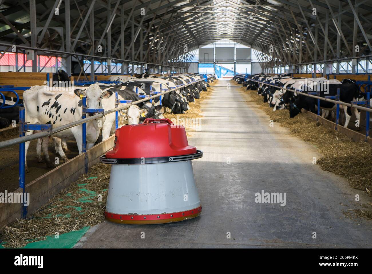 robot feed pusher on a dairy farm with cows. Robot moves hay in dairy ...