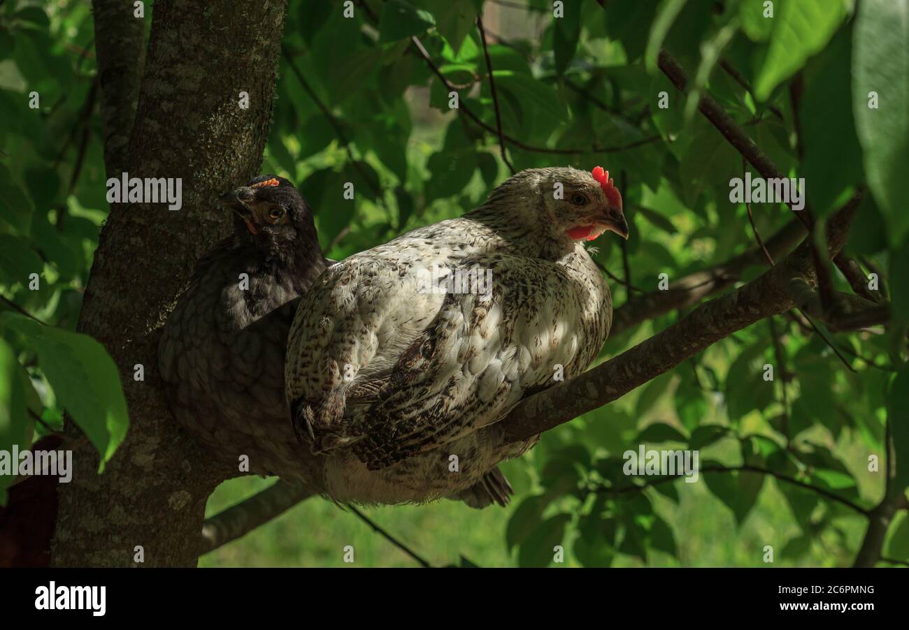 Two variegated wild farm chicken birds sitting on tree Stock Photo - Alamy