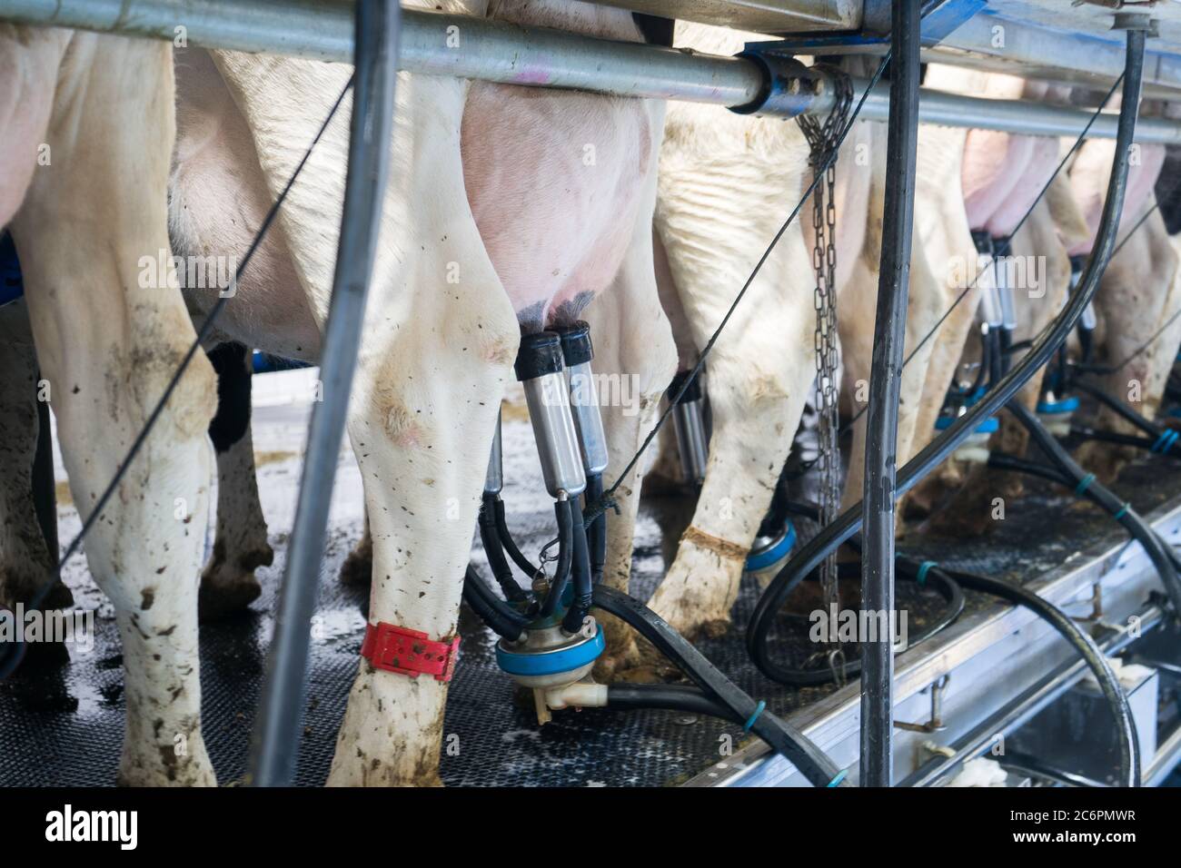 automatic milking machine milks cows on a dairy farm. Growing cows for ...