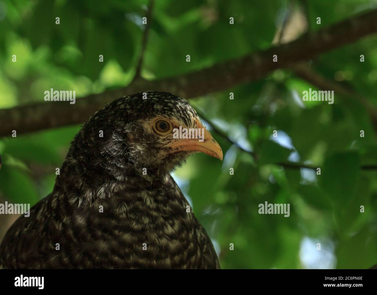 Variegate hi-res stock photography and images - Alamy