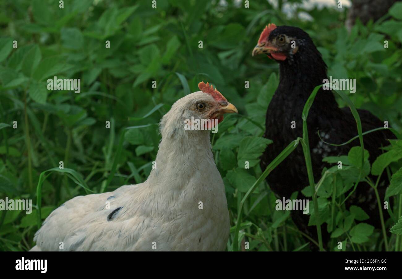 Top 10 birds hi-res stock photography and images - Alamy