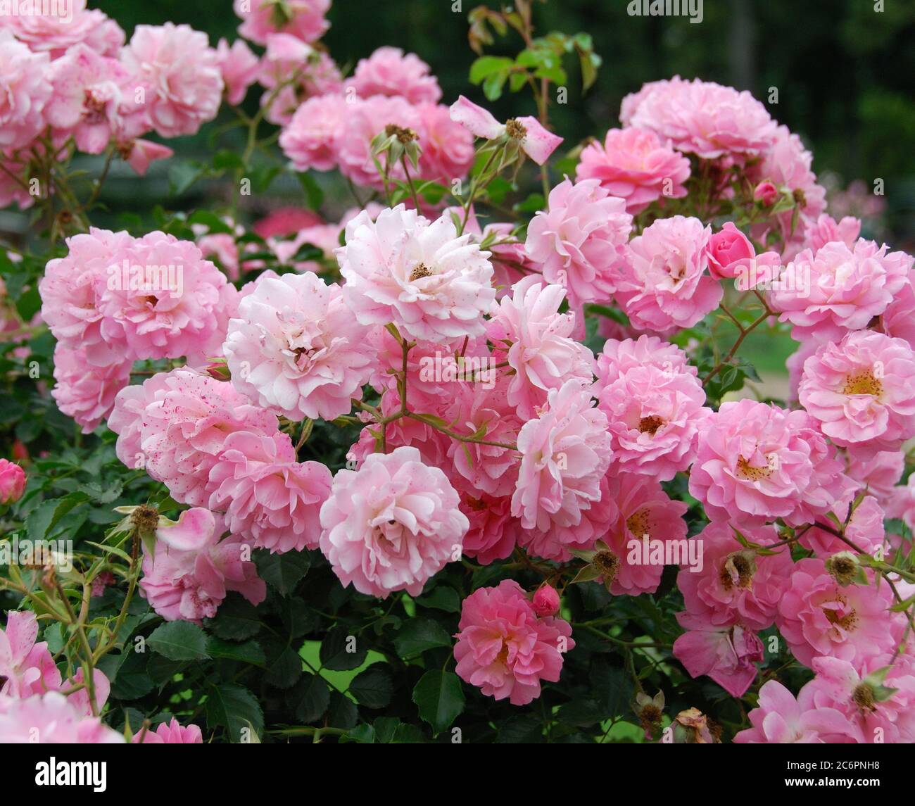 Heather queen hi-res stock photography and images - Alamy