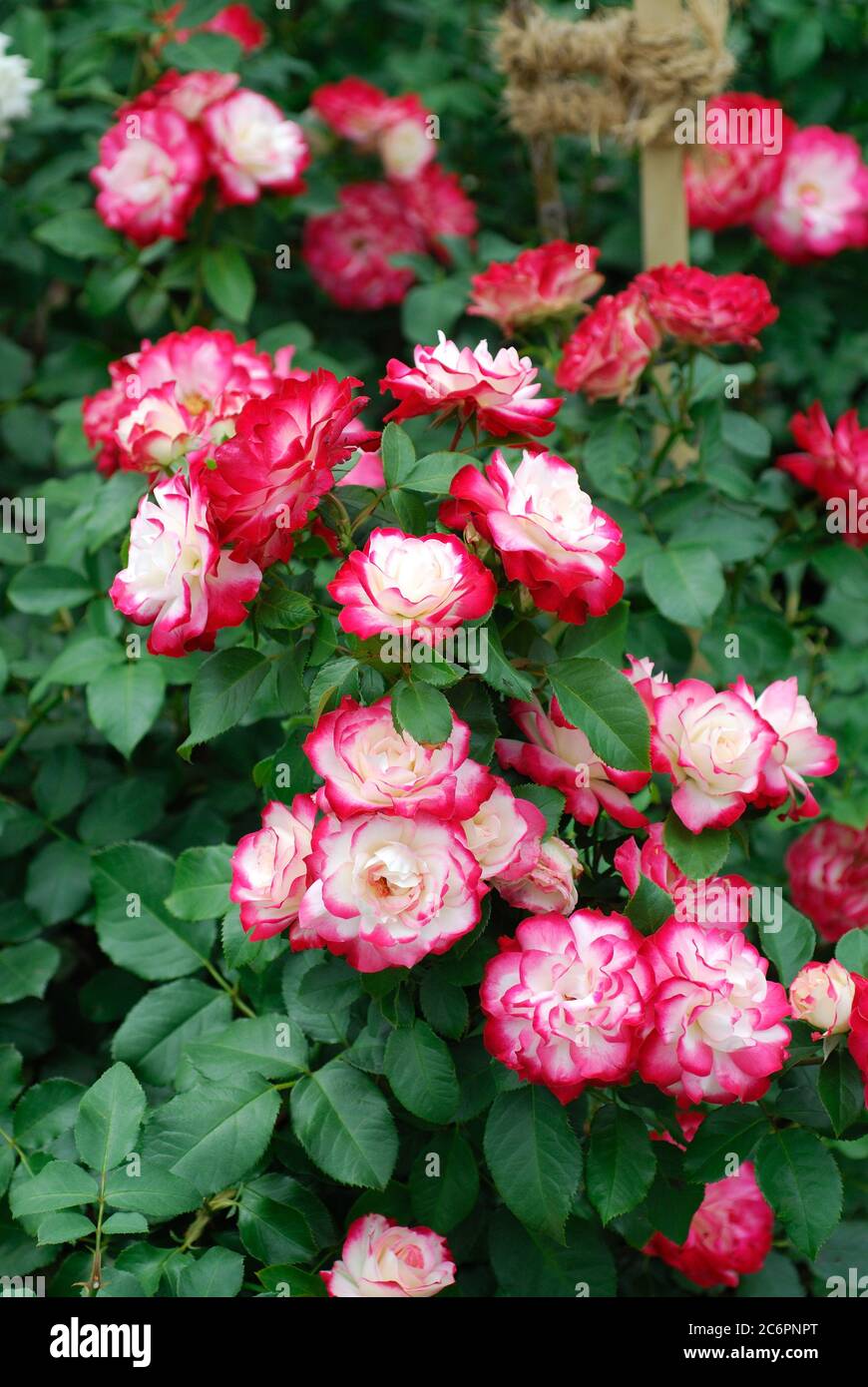 Rosa Jubilee de Prince de Monaco, Pink Jubilee de Prince de Monaco ...