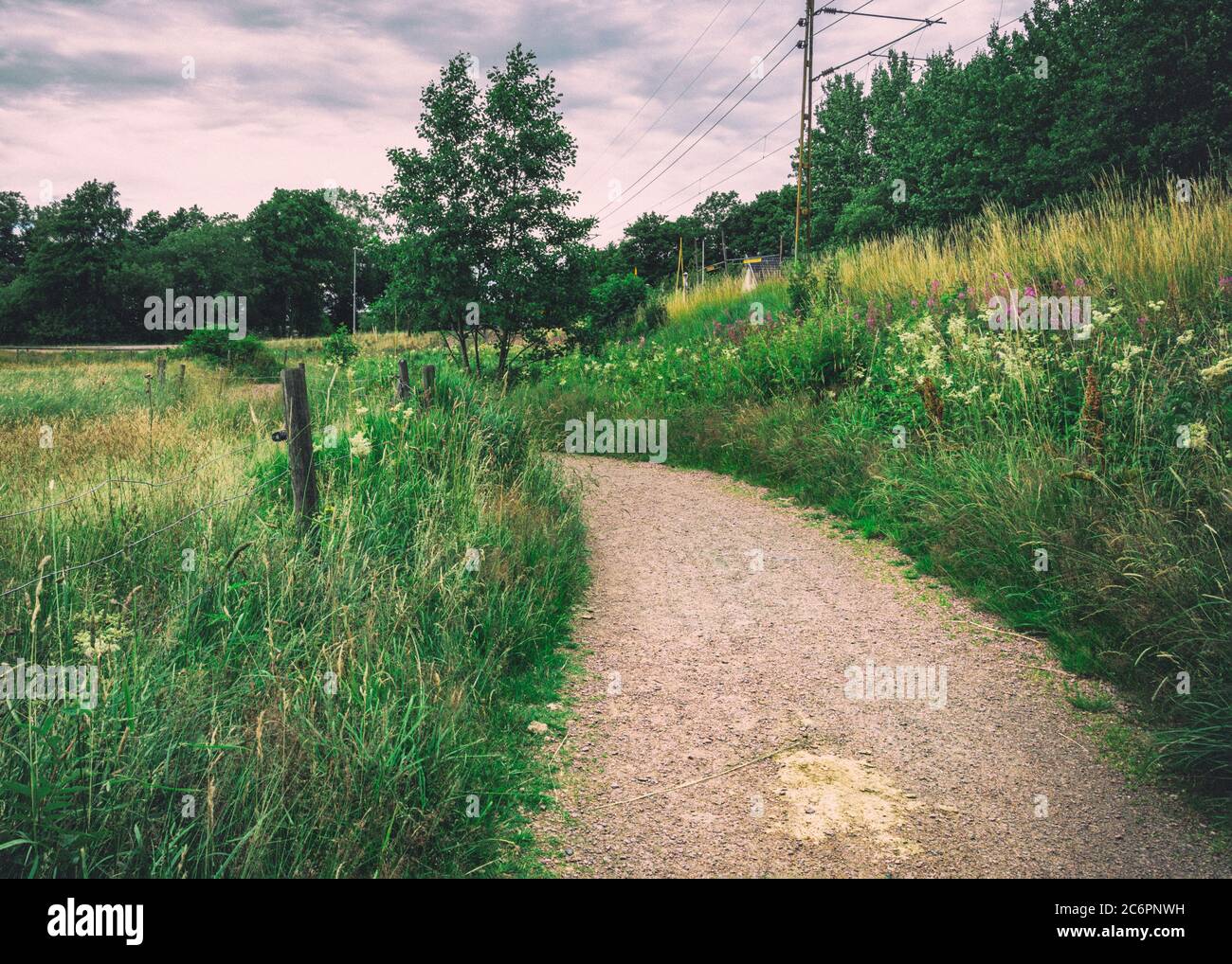 Horizontal composition of pathway with green grass and fresh flowers in ...