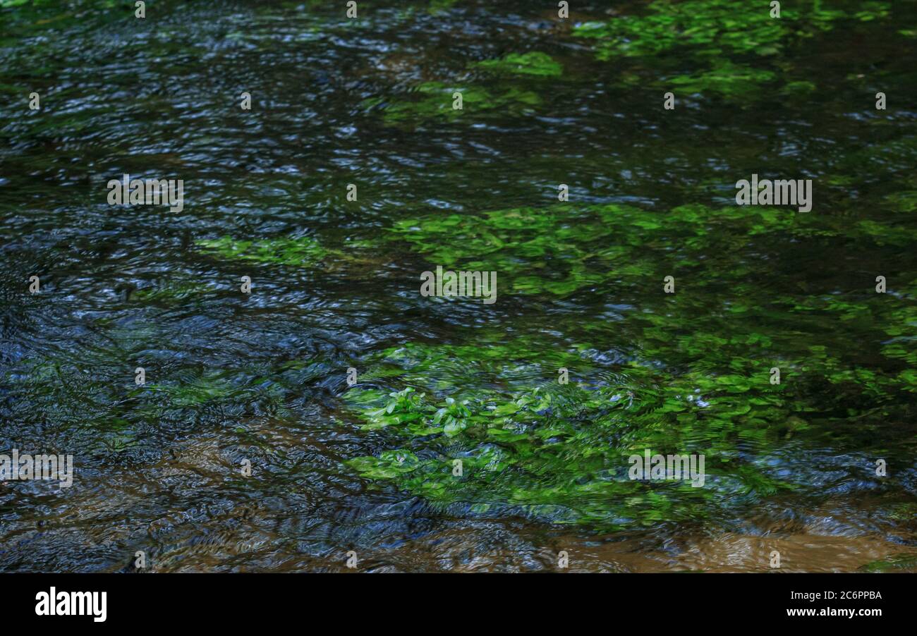 Green wet water plants in river Stock Photo - Alamy