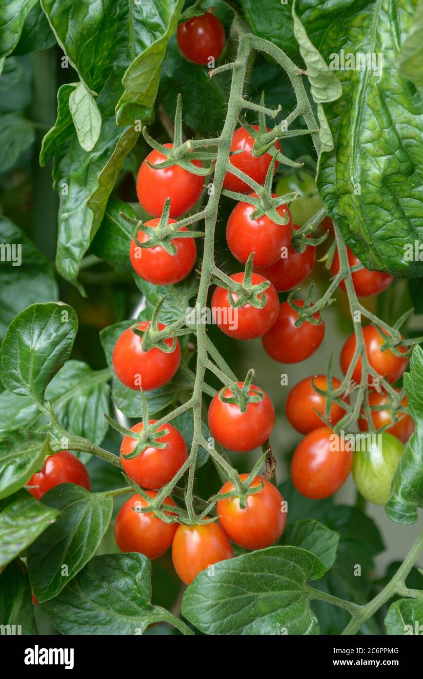 Tomate cherry hi-res stock photography and images - Alamy