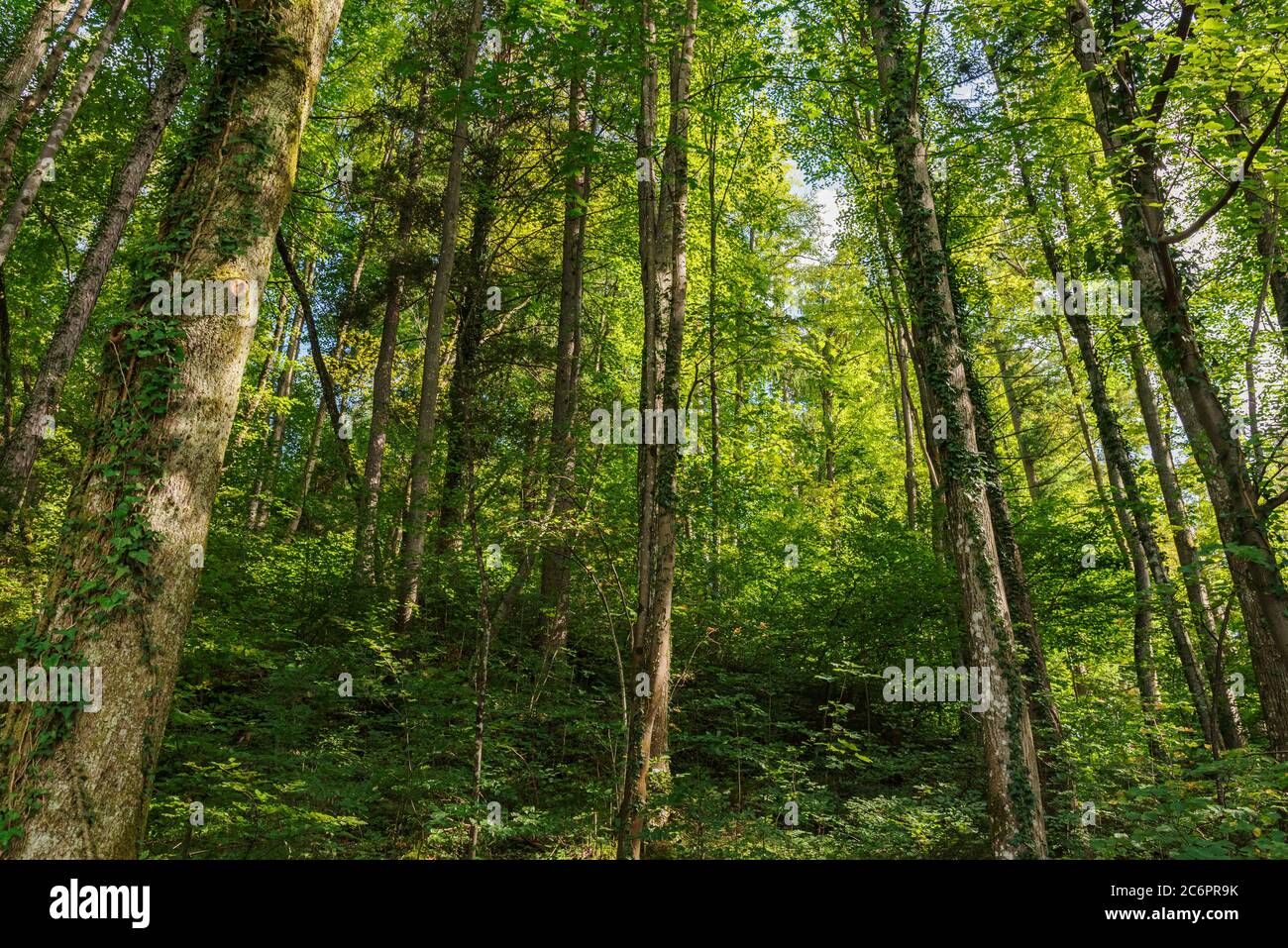Green deep forest near Austrian Alps Stock Photo - Alamy