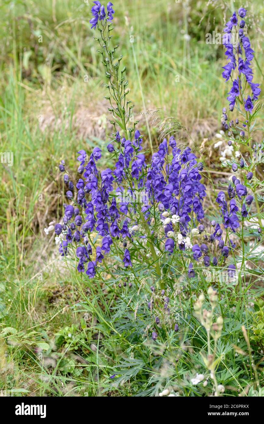 Tauricum hi-res stock photography and images - Alamy