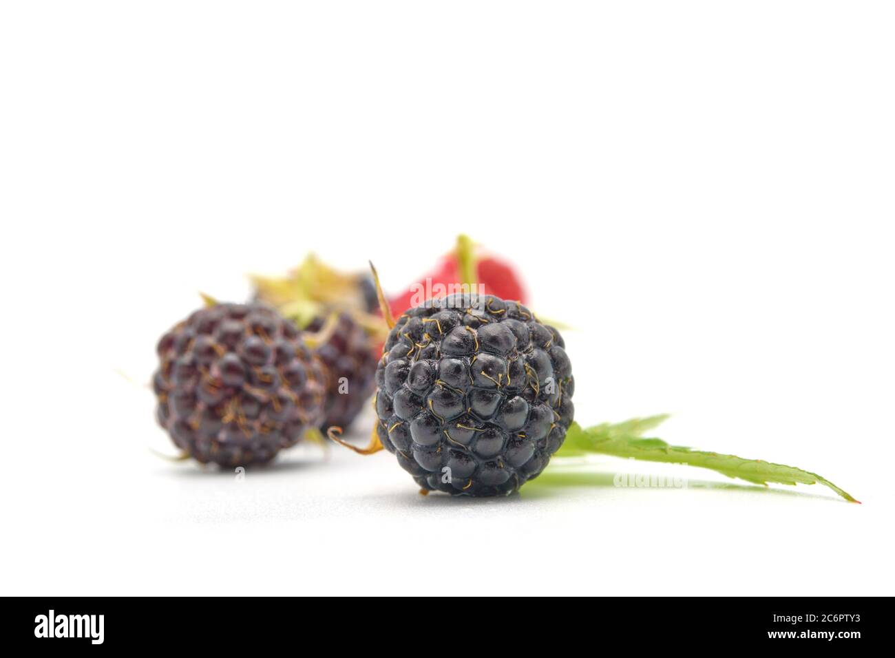 Black raspberries rubus occidentalis Cut Out Stock Images & Pictures ...