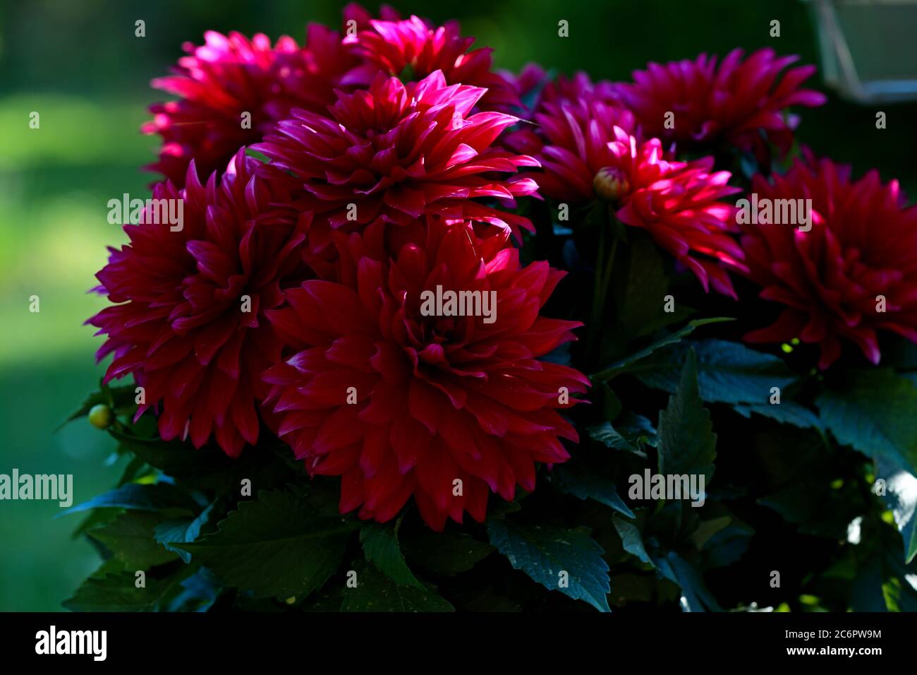 Dark red dahlia hi-res stock photography and images - Alamy