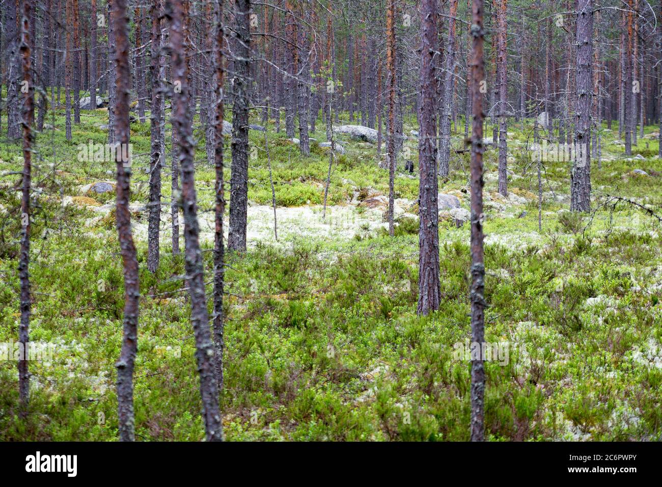 Forest with trees and moss, focus on the middle point Stock Photo - Alamy