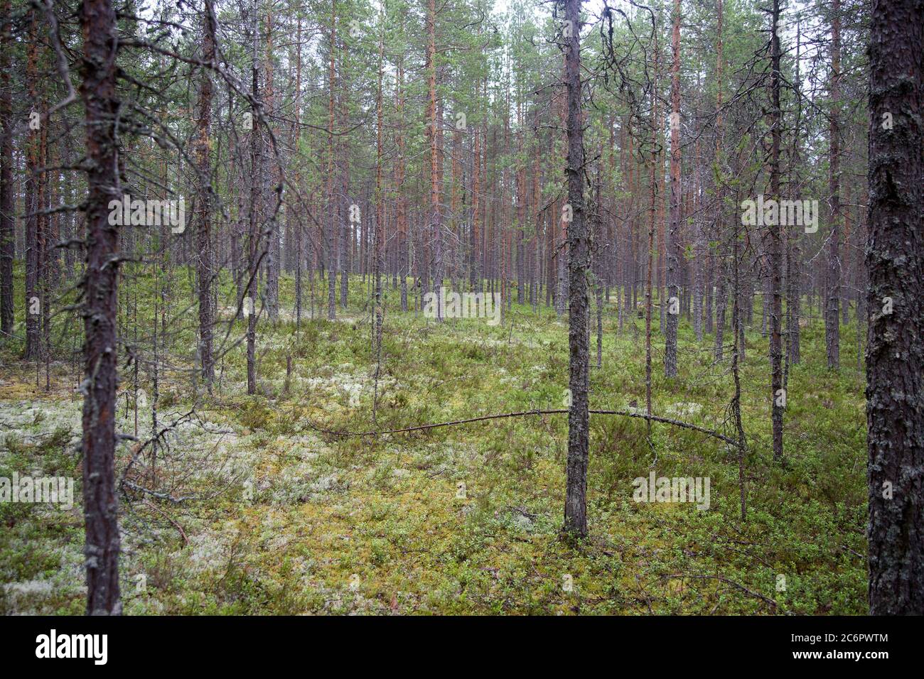 Creepy scenery hi-res stock photography and images - Alamy