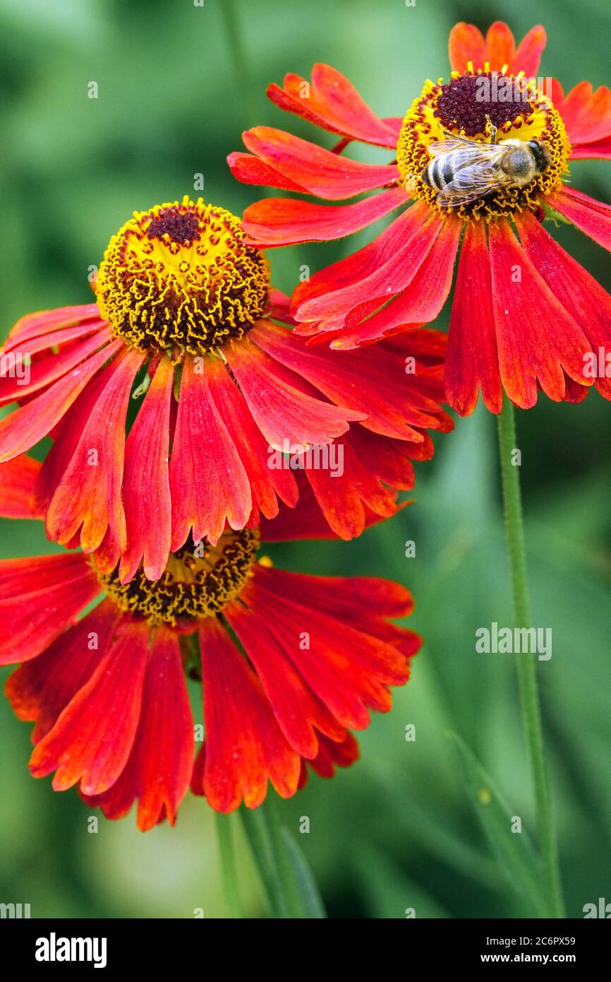 European honeybee helenium flower hi-res stock photography and images ...