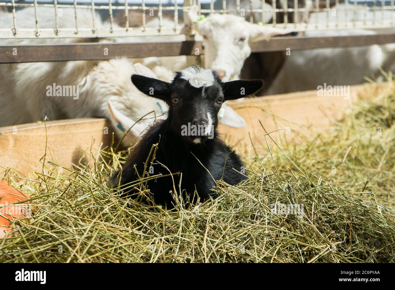 Beautiful black goat hi-res stock photography and images - Alamy