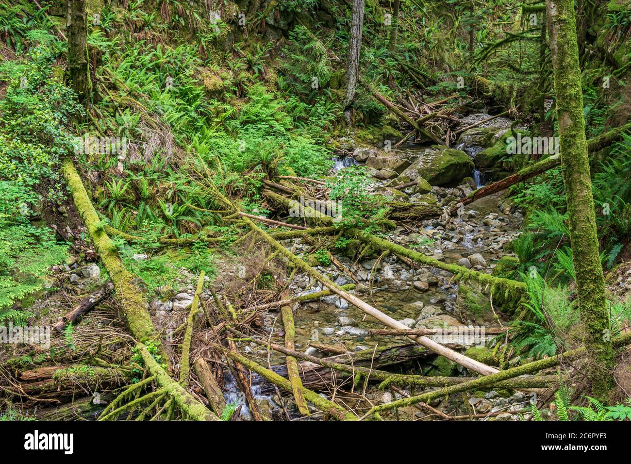 Fallen trees in the green forest park british columbia canada Stock ...