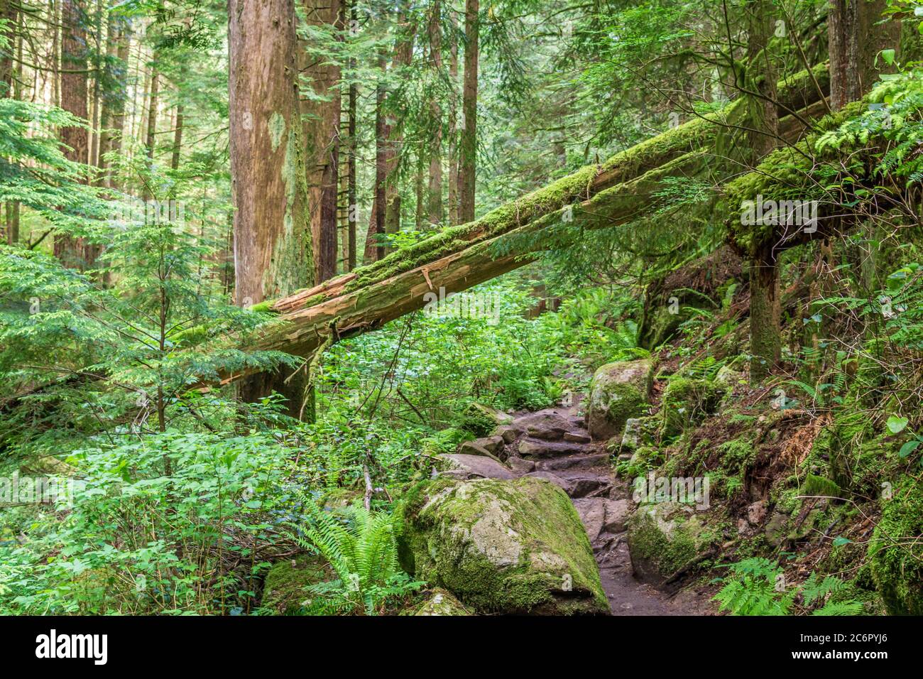 Fallen trees in the green forest park british columbia canada Stock ...