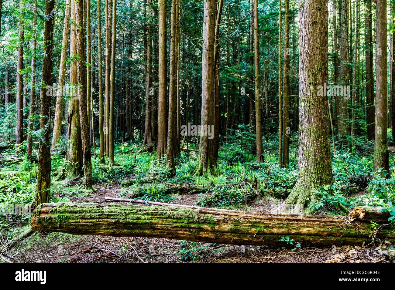 Fallen trees in the green forest park british columbia canada Stock ...