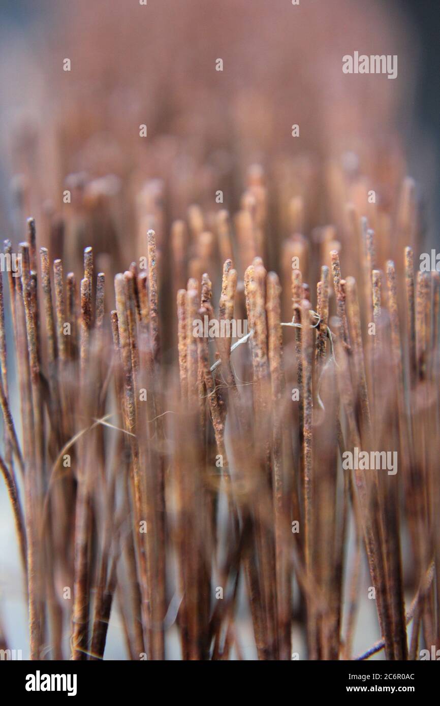 Very common rusted and weather beaten brush bristles standing up to the ...