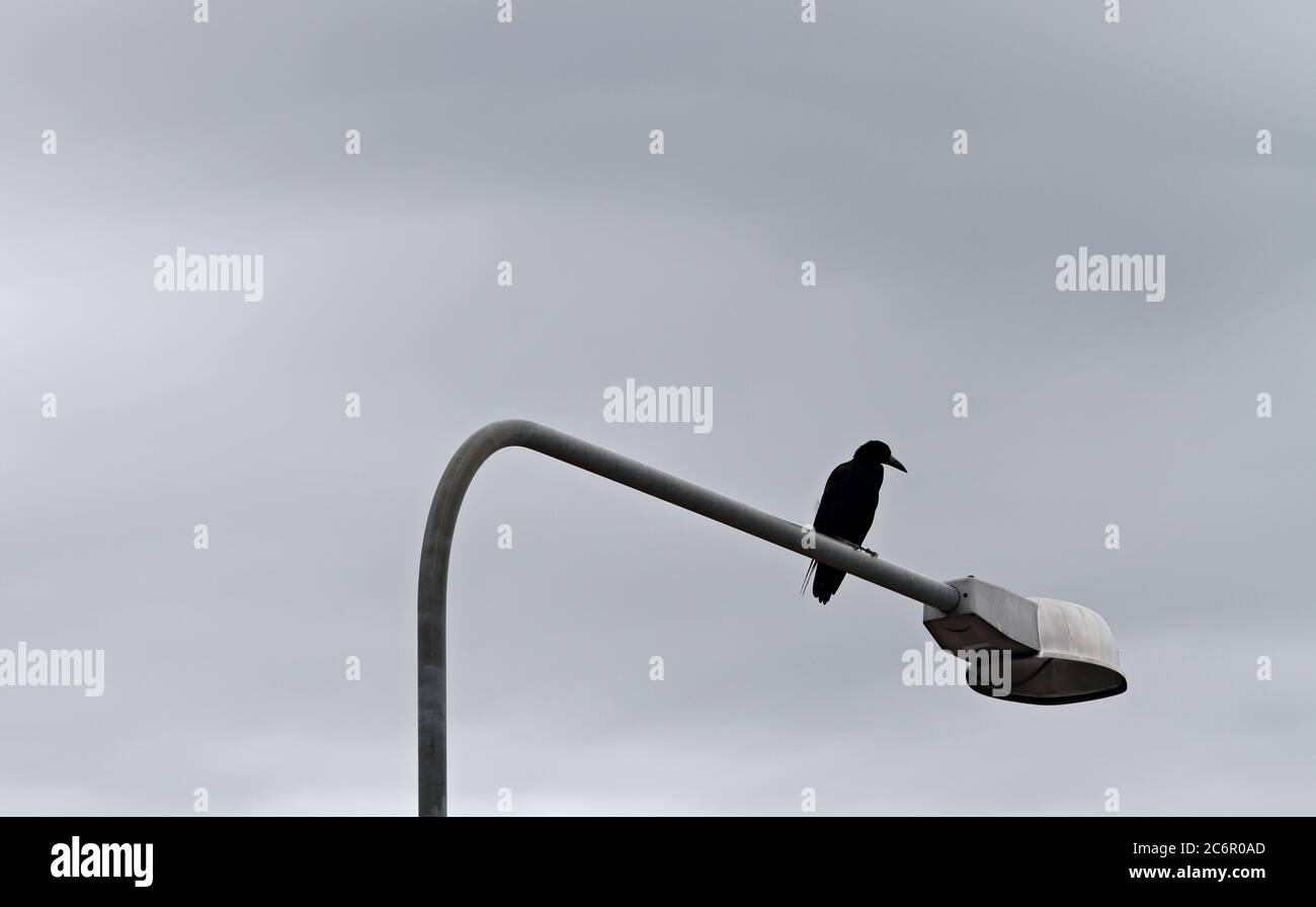 A gloomy rook sitting on a top of a lamp post against gray and rainy ...