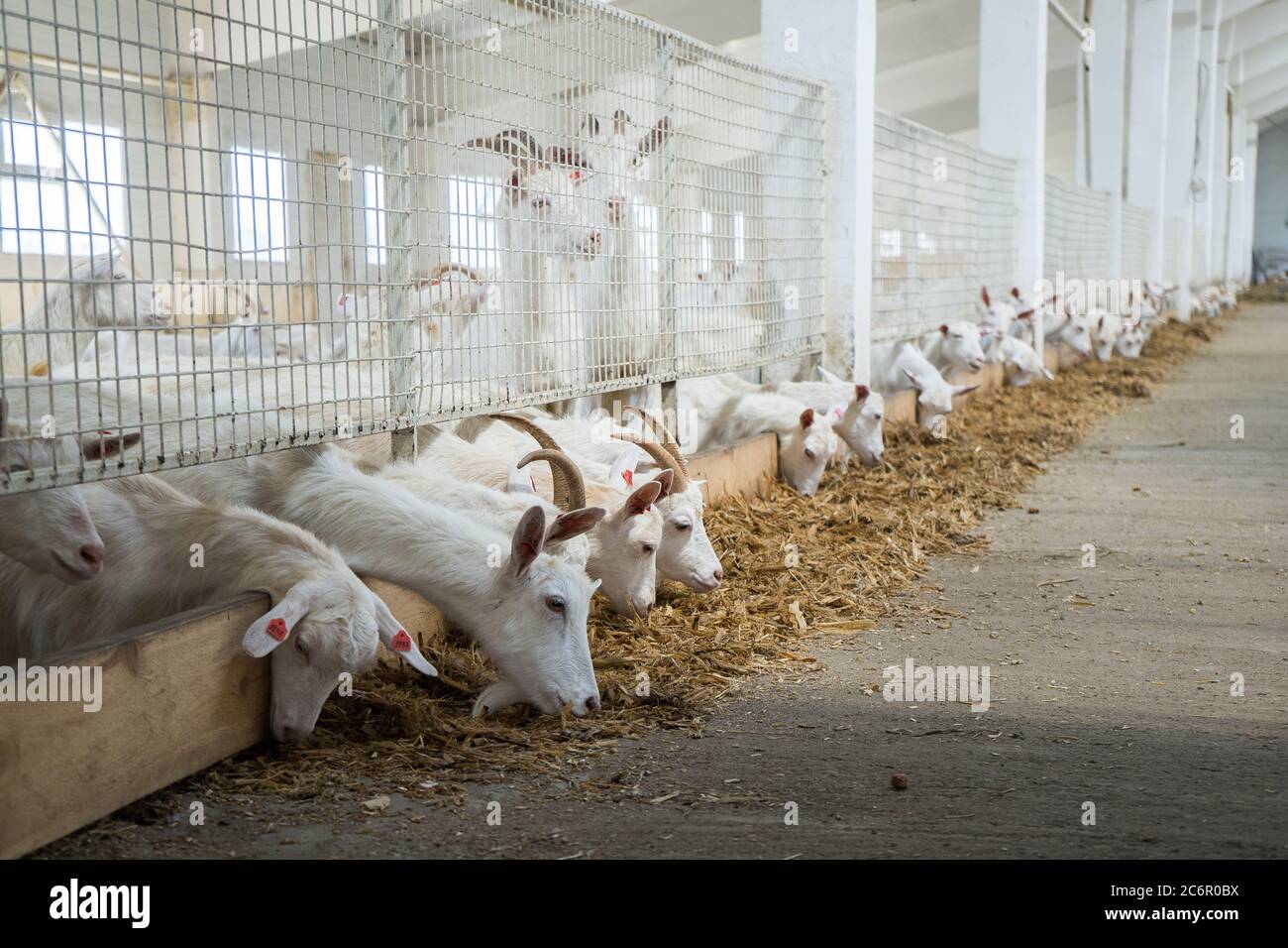 Goats eat hay or grass on the farm. Farm livestock of goat milk dairy ...