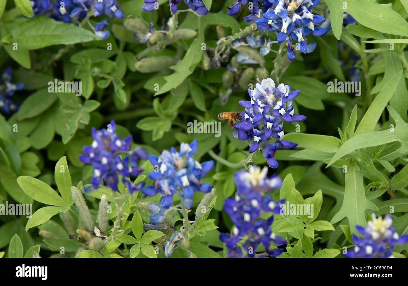 Honey bee with pollen on it's legs looking for nectar on a Texas ...