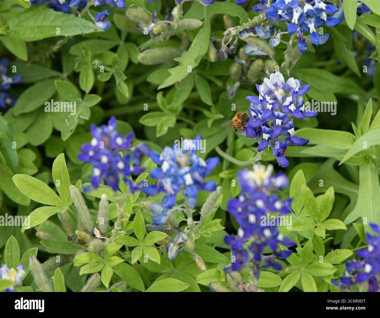 Close up of a bee with pollen on it's legs facing the camera on a Texas ...