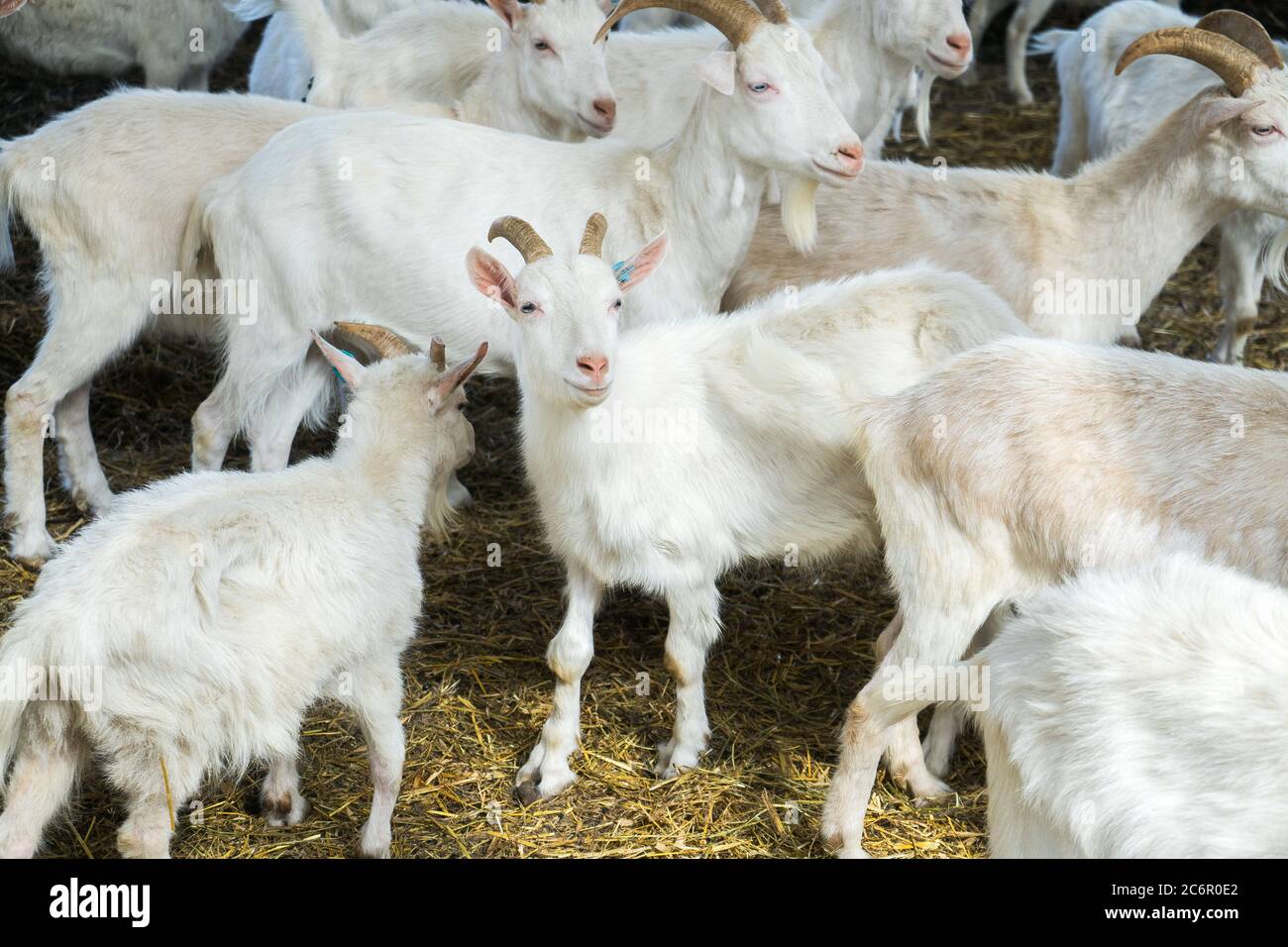 Goat dairy farming hi-res stock photography and images - Alamy
