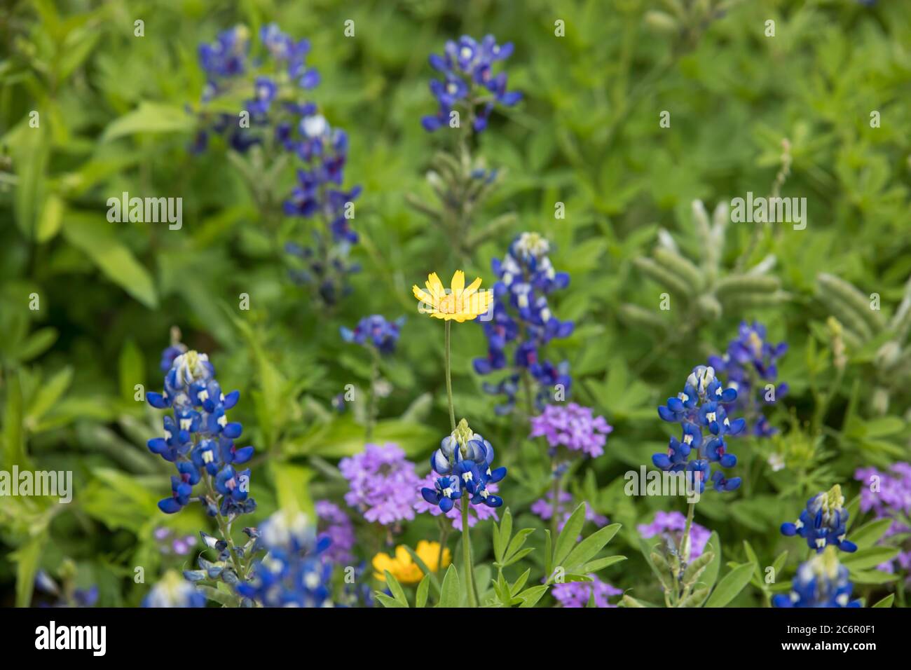 Close up of a mixture of Texas Bluebonnets, purple Prairie Verbena and ...