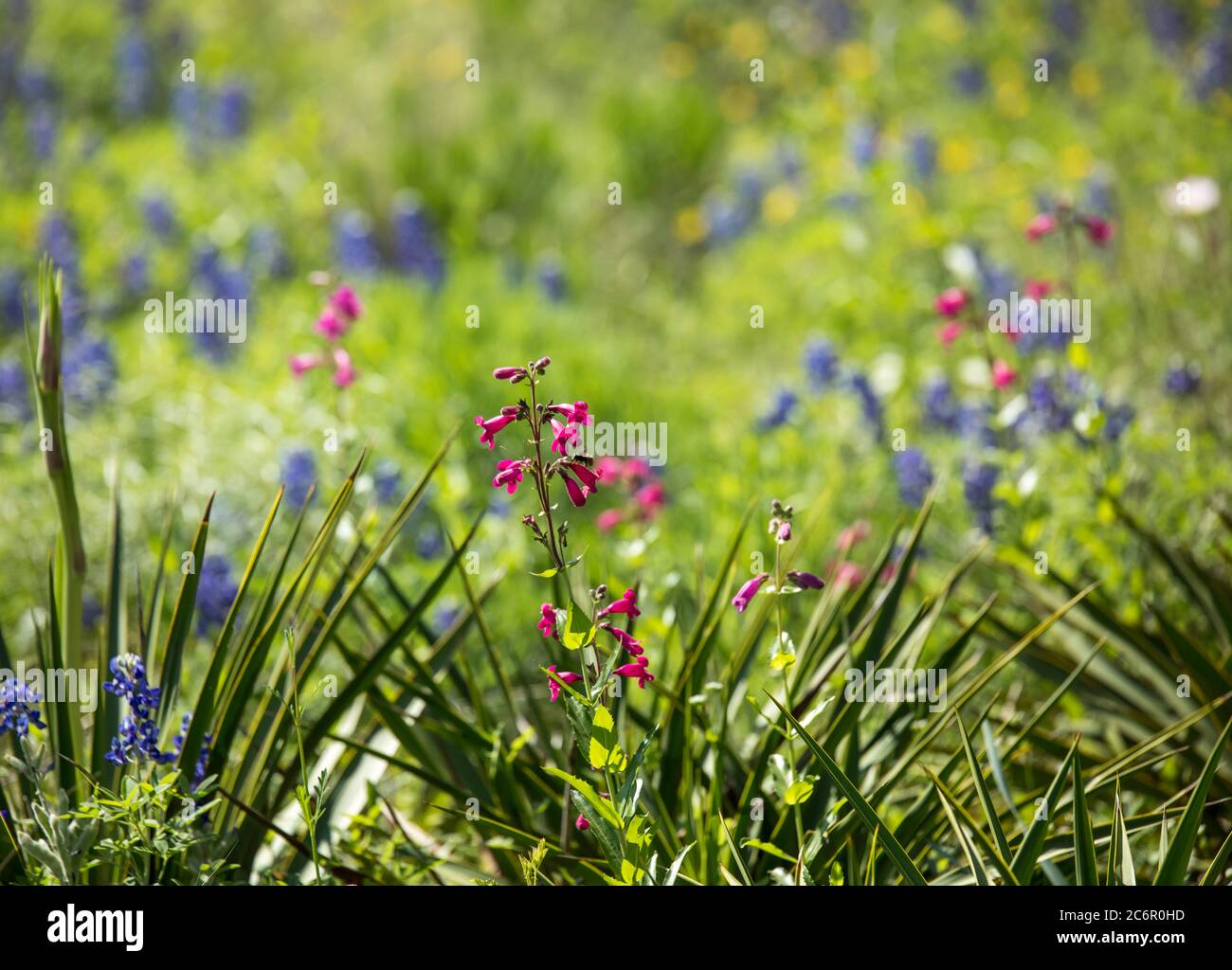 Cedar Sage wildflower by Agave with wildflowers behind Stock Photo - Alamy