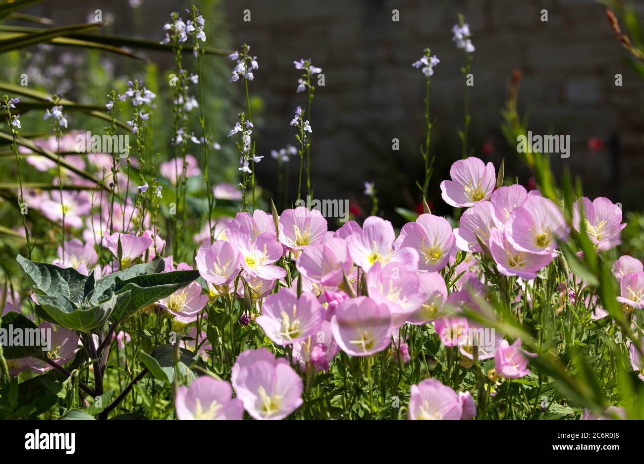 Pink evening primrose hi-res stock photography and images - Alamy