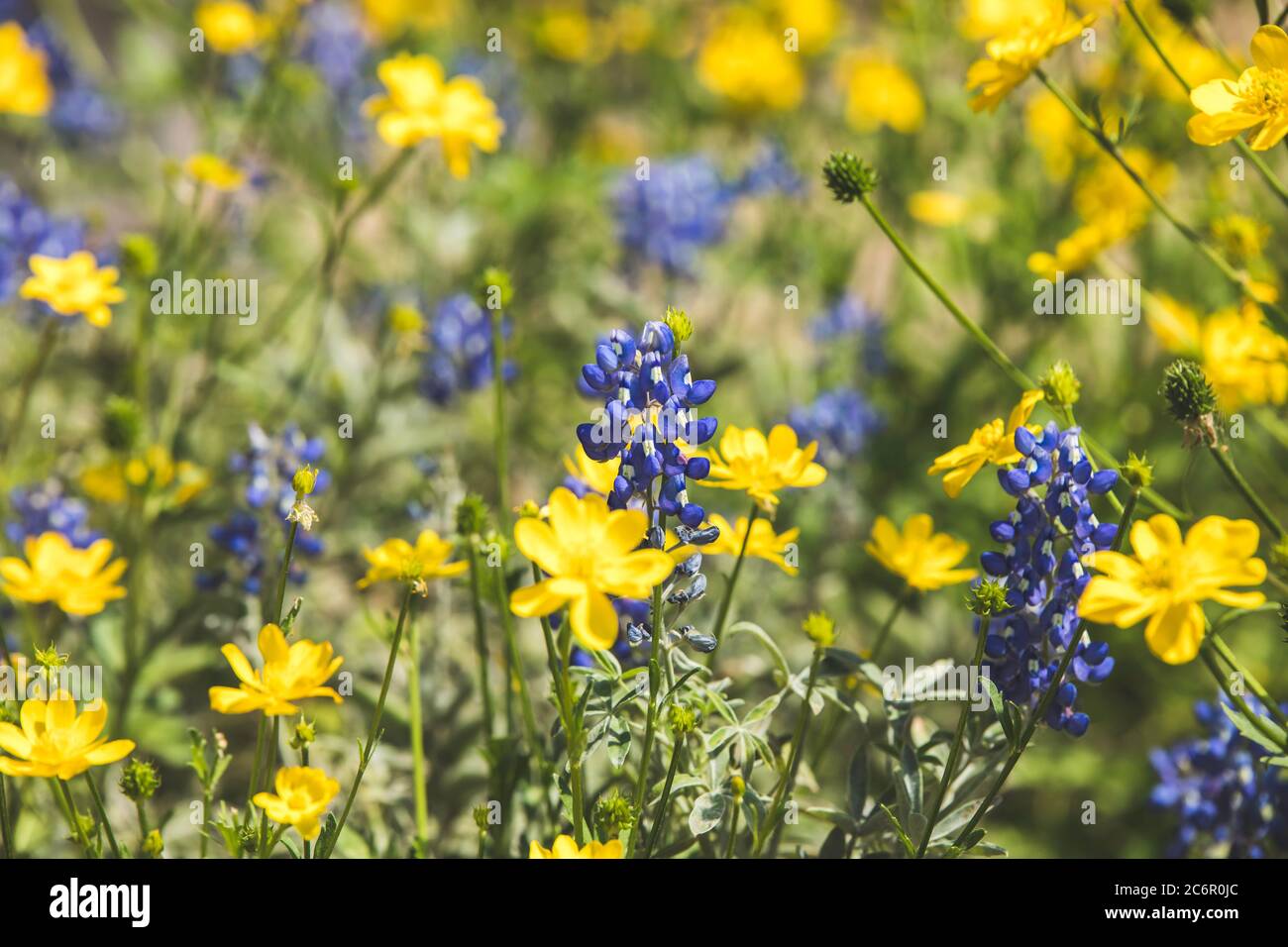 Buttercup in the foreground hi-res stock photography and images - Alamy