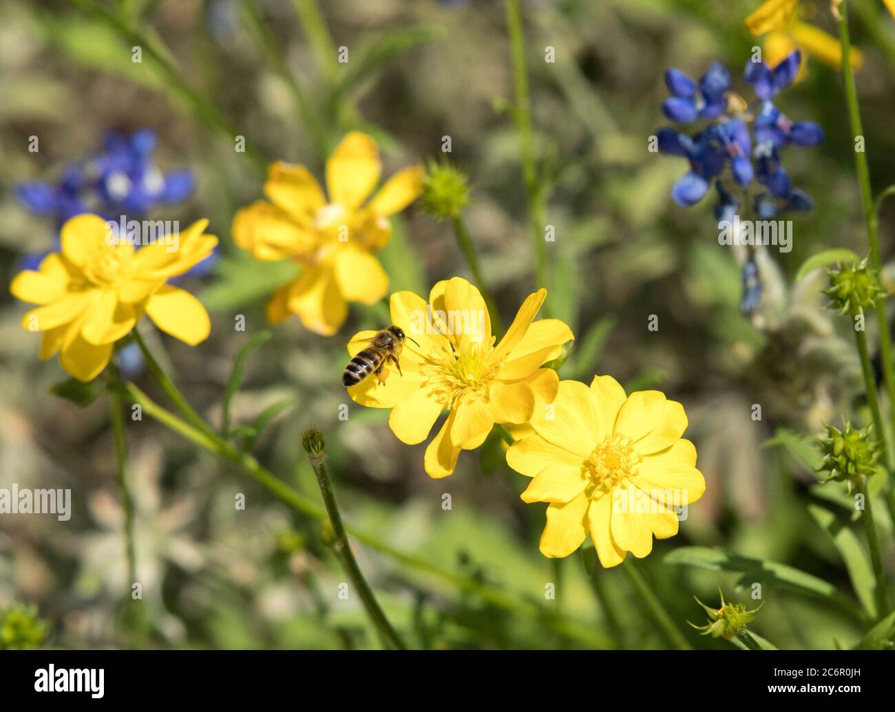 A pollen covered bee flying above a Large Buttercup wildflower Stock ...
