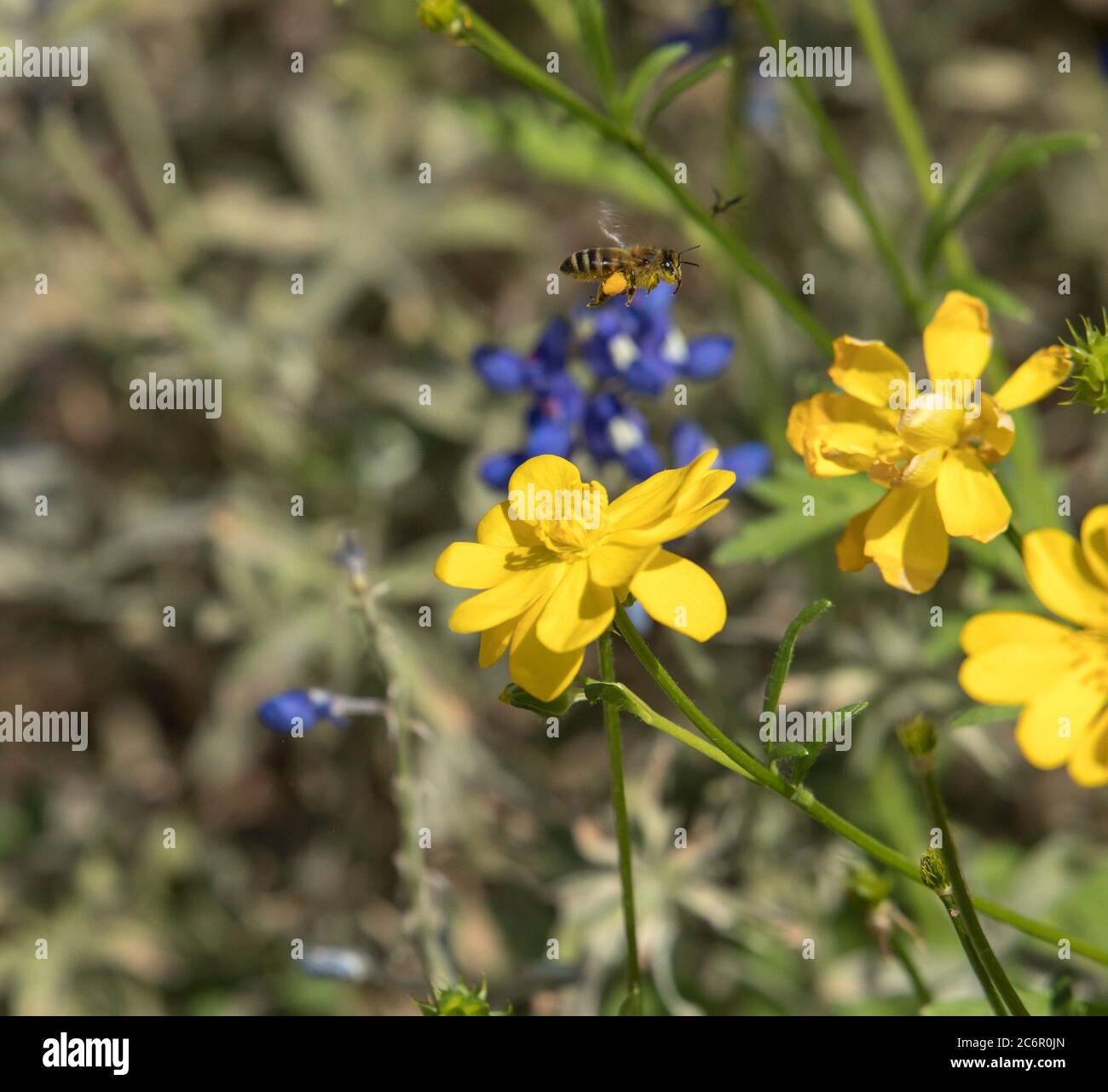 Buttercup in the foreground hi-res stock photography and images - Alamy