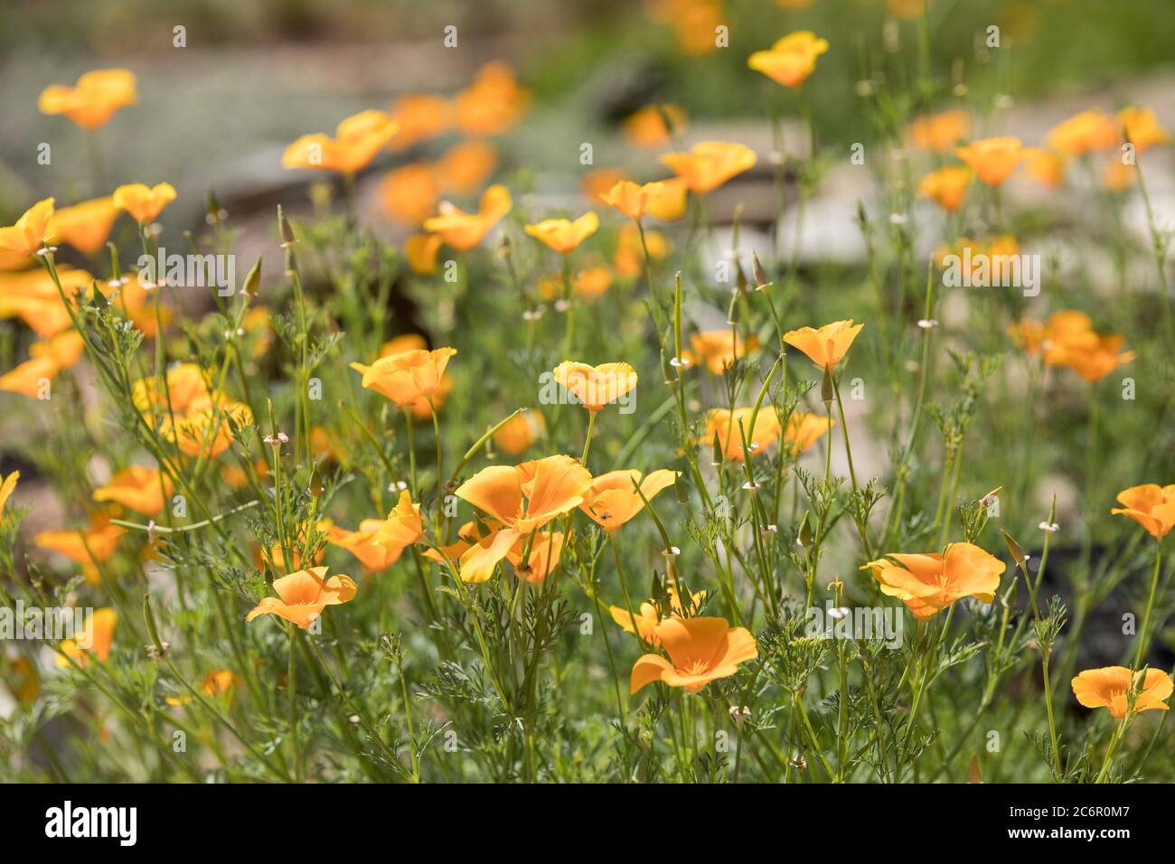 Closeup of Golden Poppies in the morning light Stock Photo - Alamy