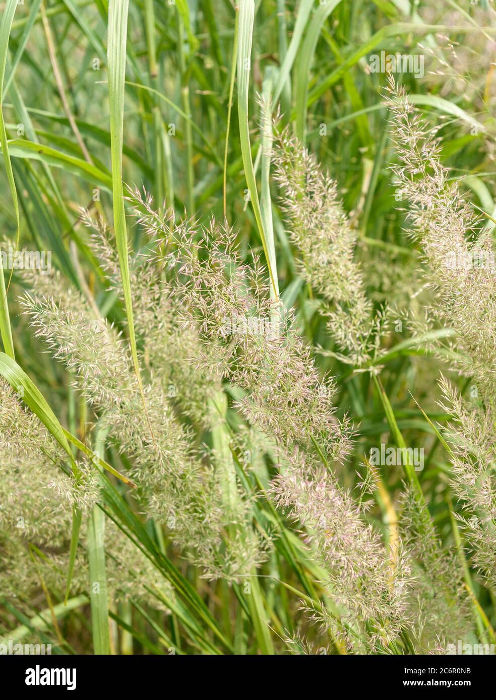 Diamantgras Calamagrostis brachytricha, Diamond grass Calamagrostis ...