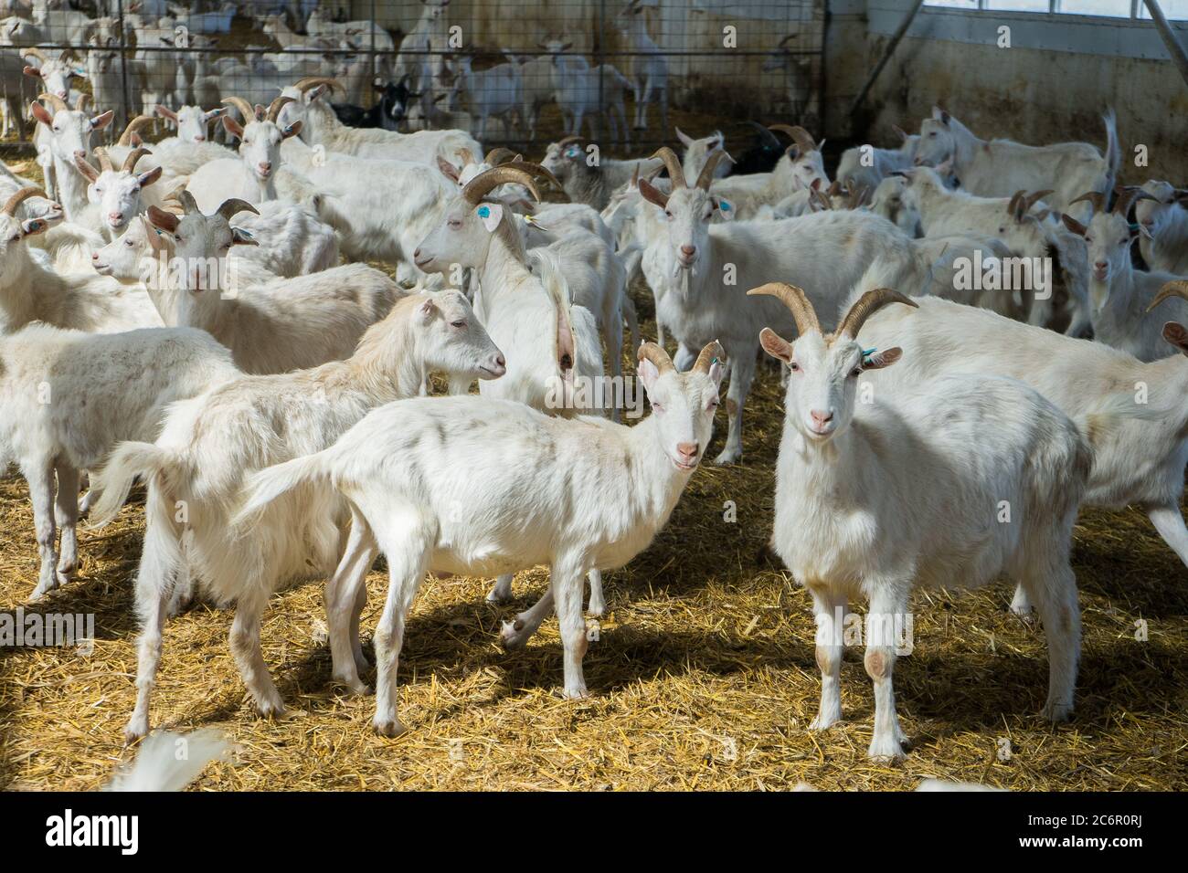 Goat dairy farming hi-res stock photography and images - Alamy