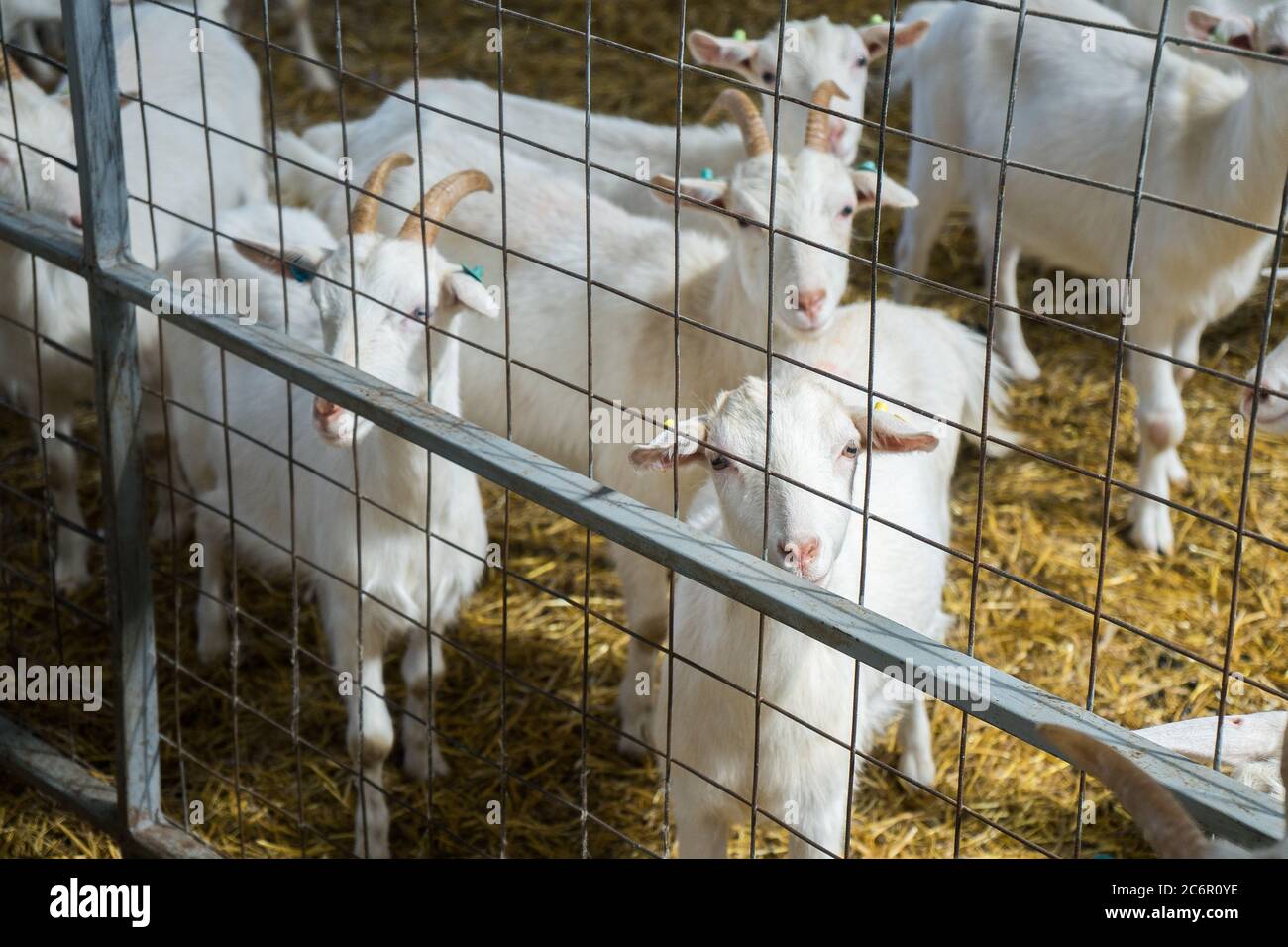 Goat behind bars hi-res stock photography and images - Alamy