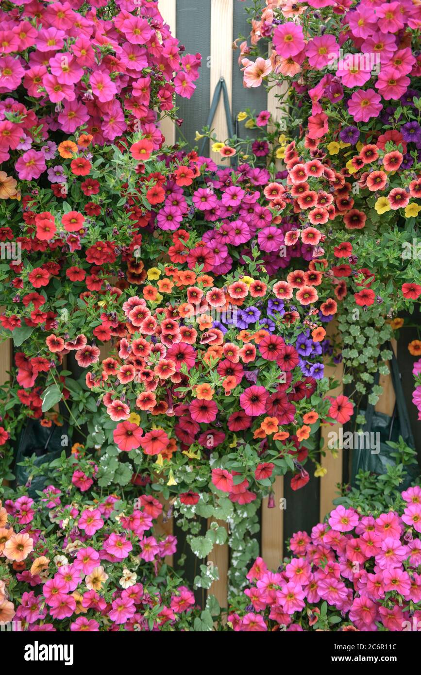 Mini-Petunie Calibrachoa, Mini-petunia Calibrachoa Stock Photo - Alamy