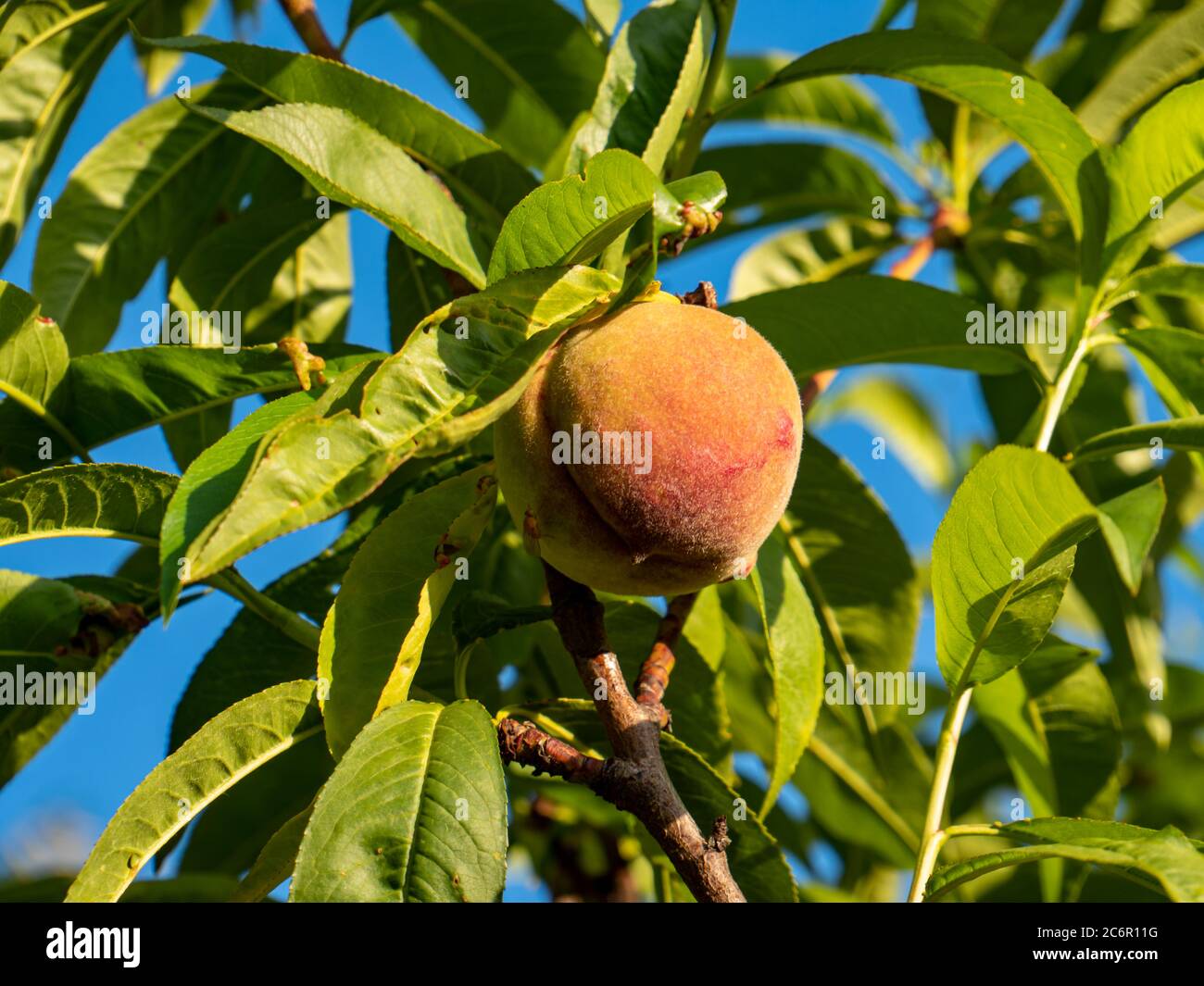 Peach prunus persica in hi-res stock photography and images - Alamy