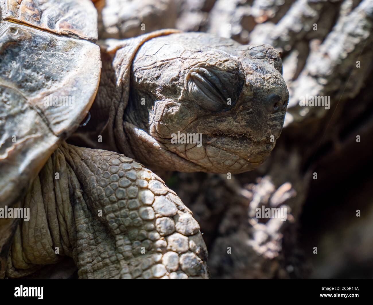 Camouflage of a Greek tortoise Stock Photo - Alamy