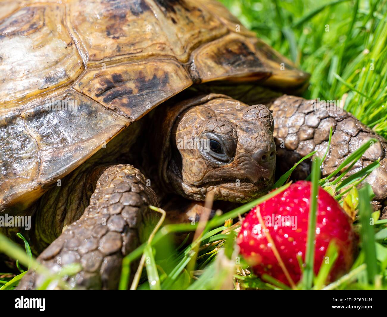 Four toed tortoise hi-res stock photography and images - Alamy