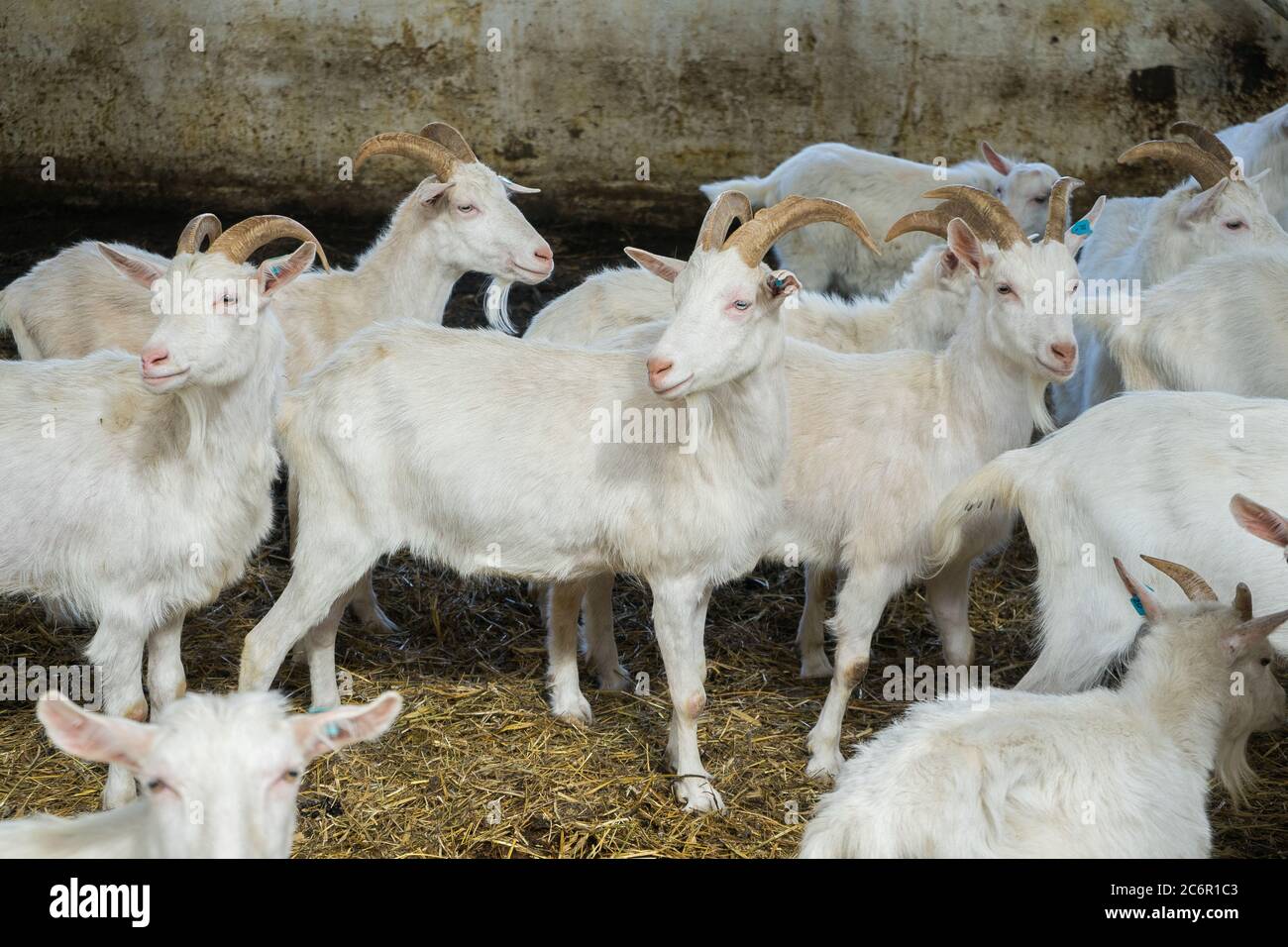 A lot of goats on a goat farm. Farm livestock farming for milk dairy ...