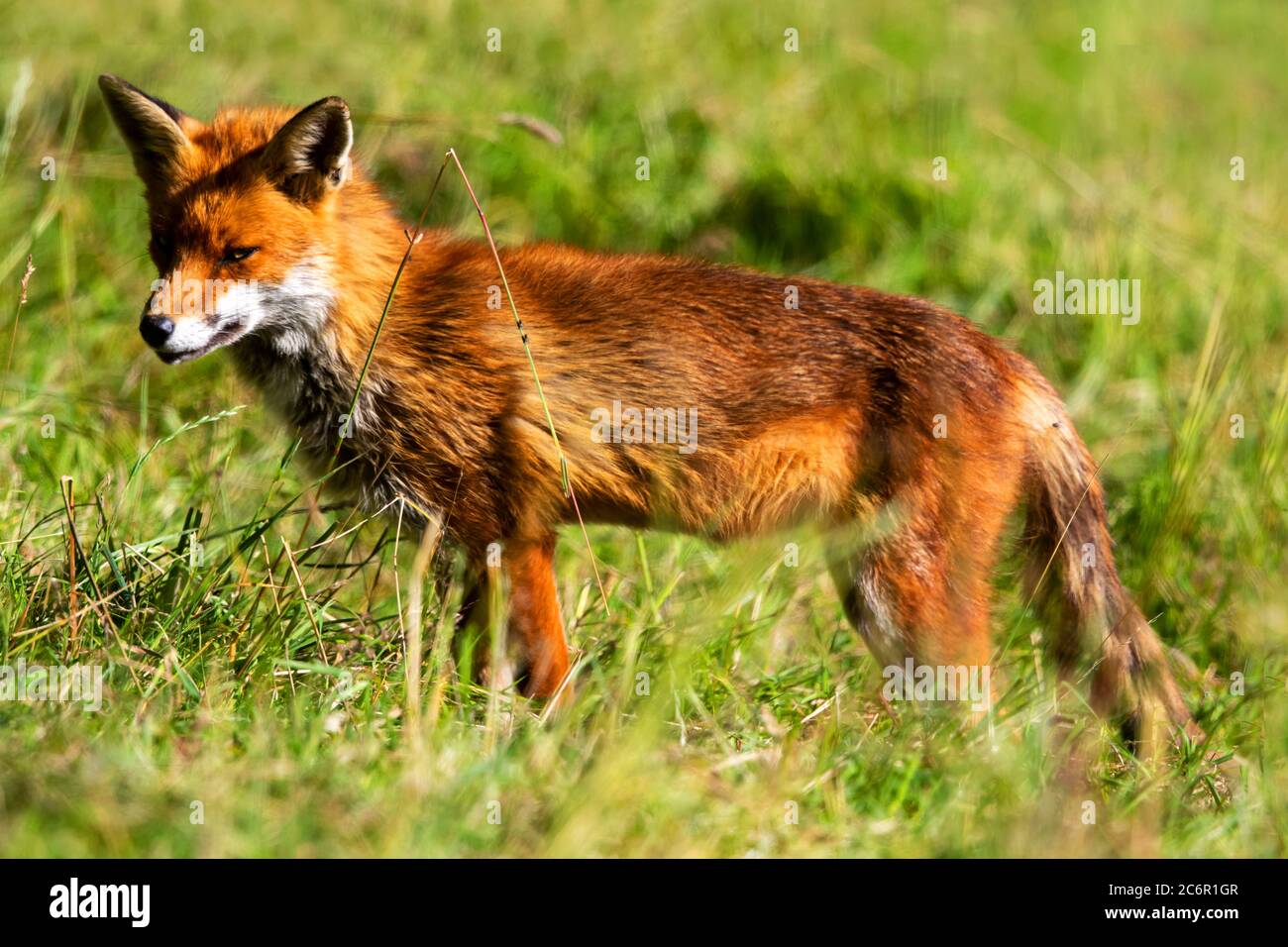 Red Fox in the Cotswold Hills grassland Stock Photo - Alamy