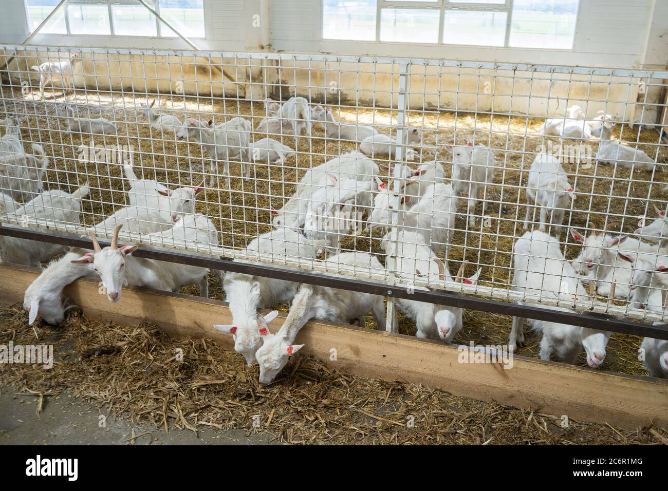 Goat milk farm hi-res stock photography and images - Alamy