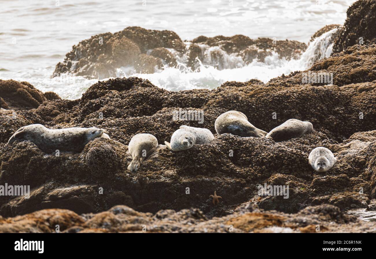 Sleeping On Rocks High Resolution Stock Photography and Images - Alamy