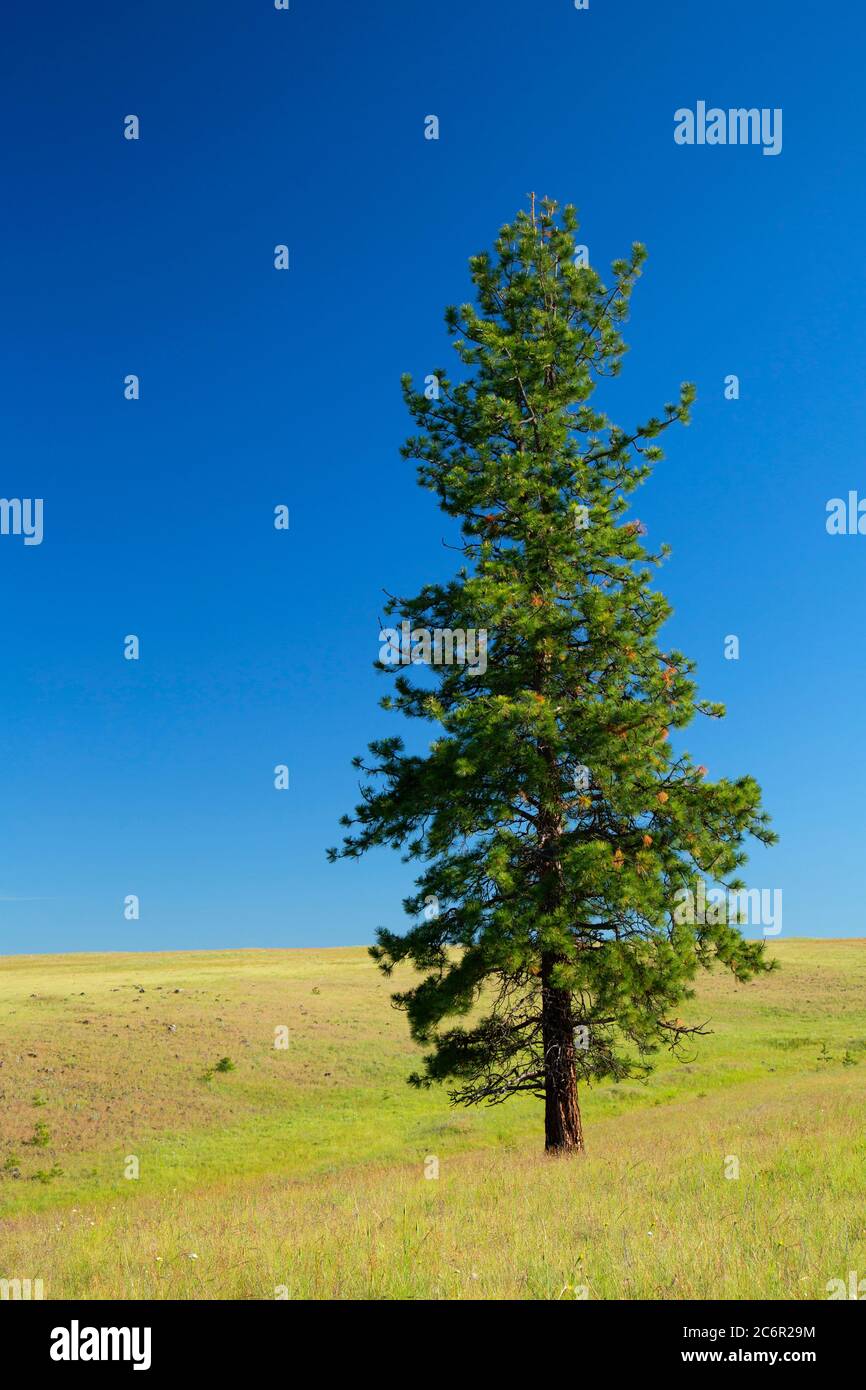 Pine mountain oregon hi-res stock photography and images - Alamy