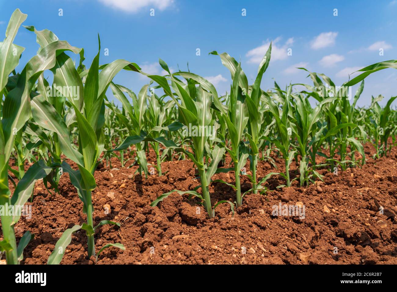 Corn field and sky with beautiful clouds / Corn field Stock Photo - Alamy